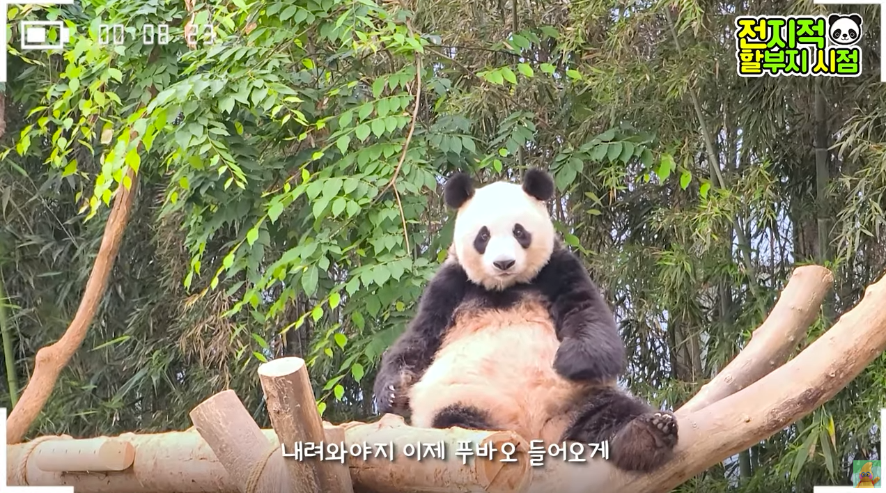 母 아이바오 행동 예사롭지 않아푸바오 동생 생긴다 Snsfeed 제휴콘텐츠 제공 실시간 핫이슈 
