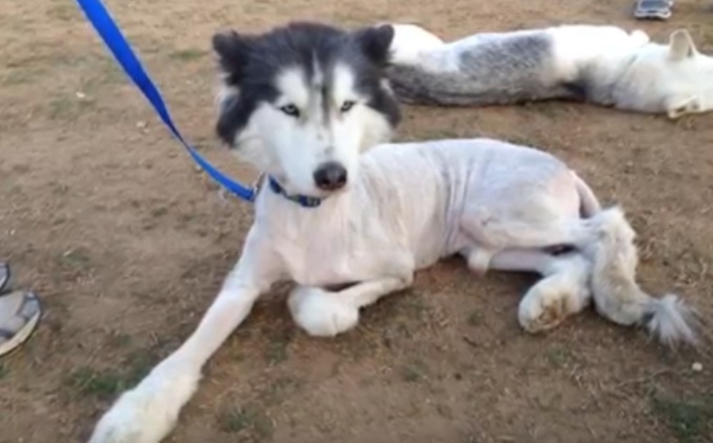 털 다 밀리고 머리만 동동 떠다니는 허스키 (영상) | 디스패치 | 뉴스는 팩트다!